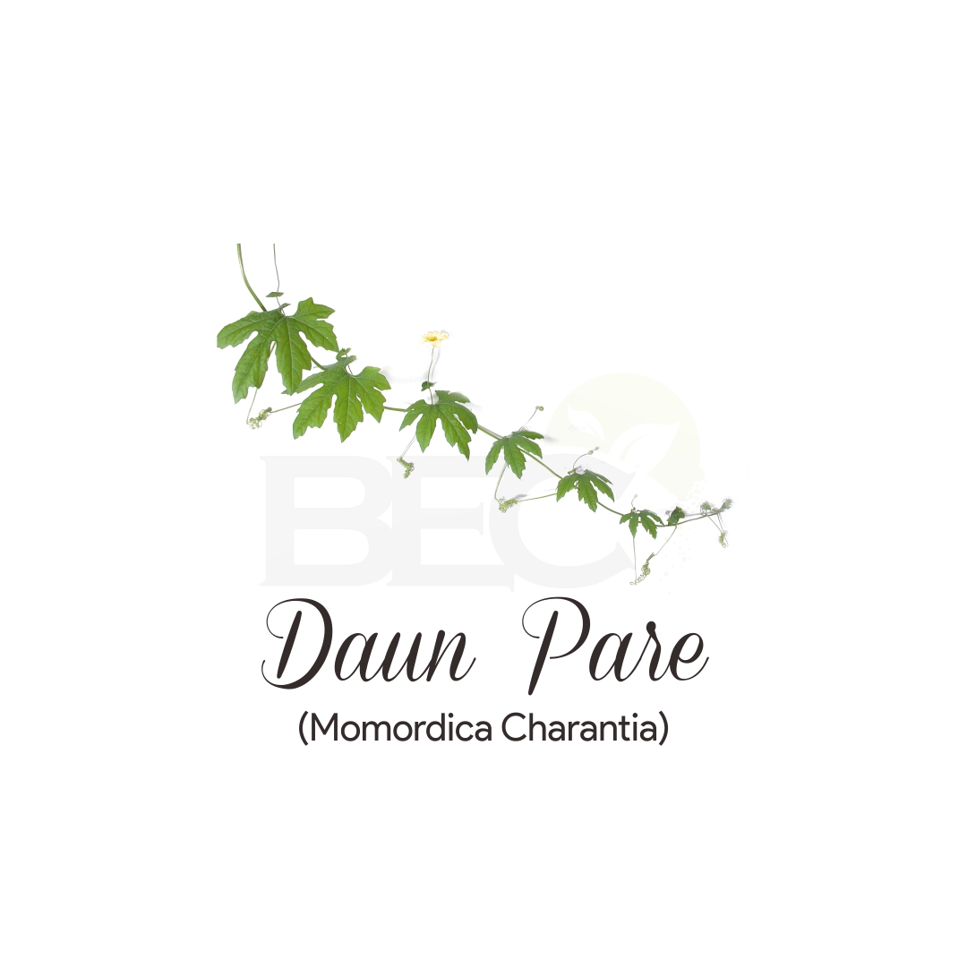 Pare Leaves ( Bitter Melon Leaves ) - Borobudur Extraction Center