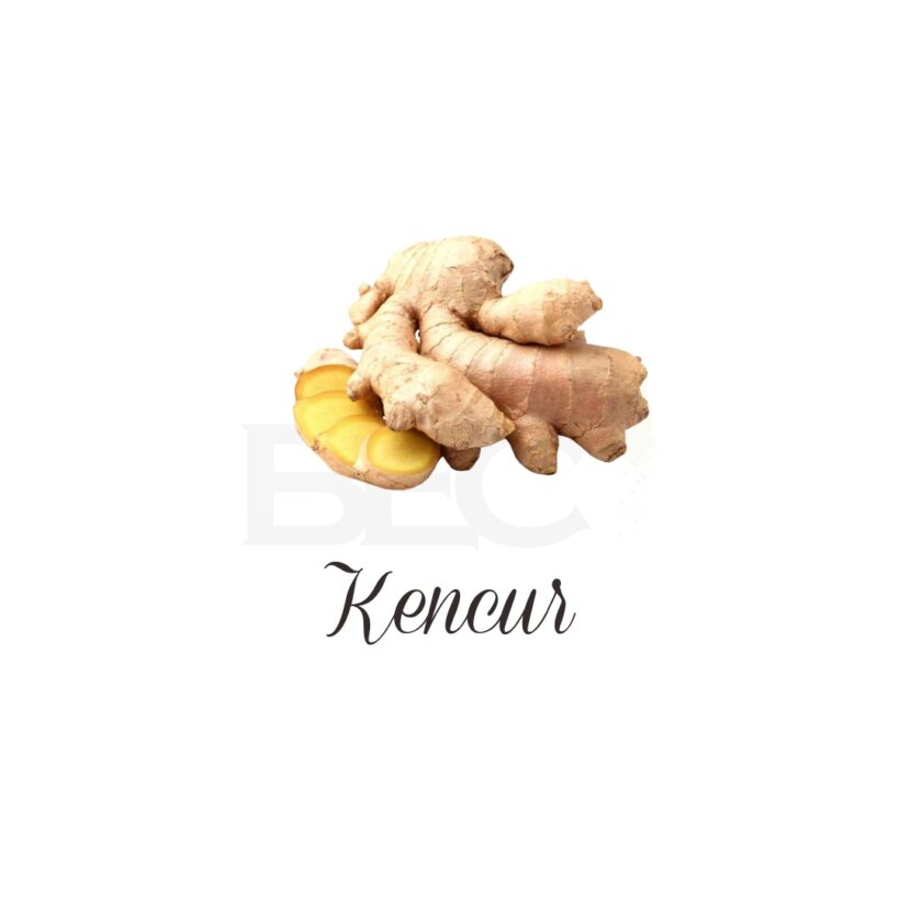 Kencur ( East Indian Galanga ) - Borobudur Extraction Center