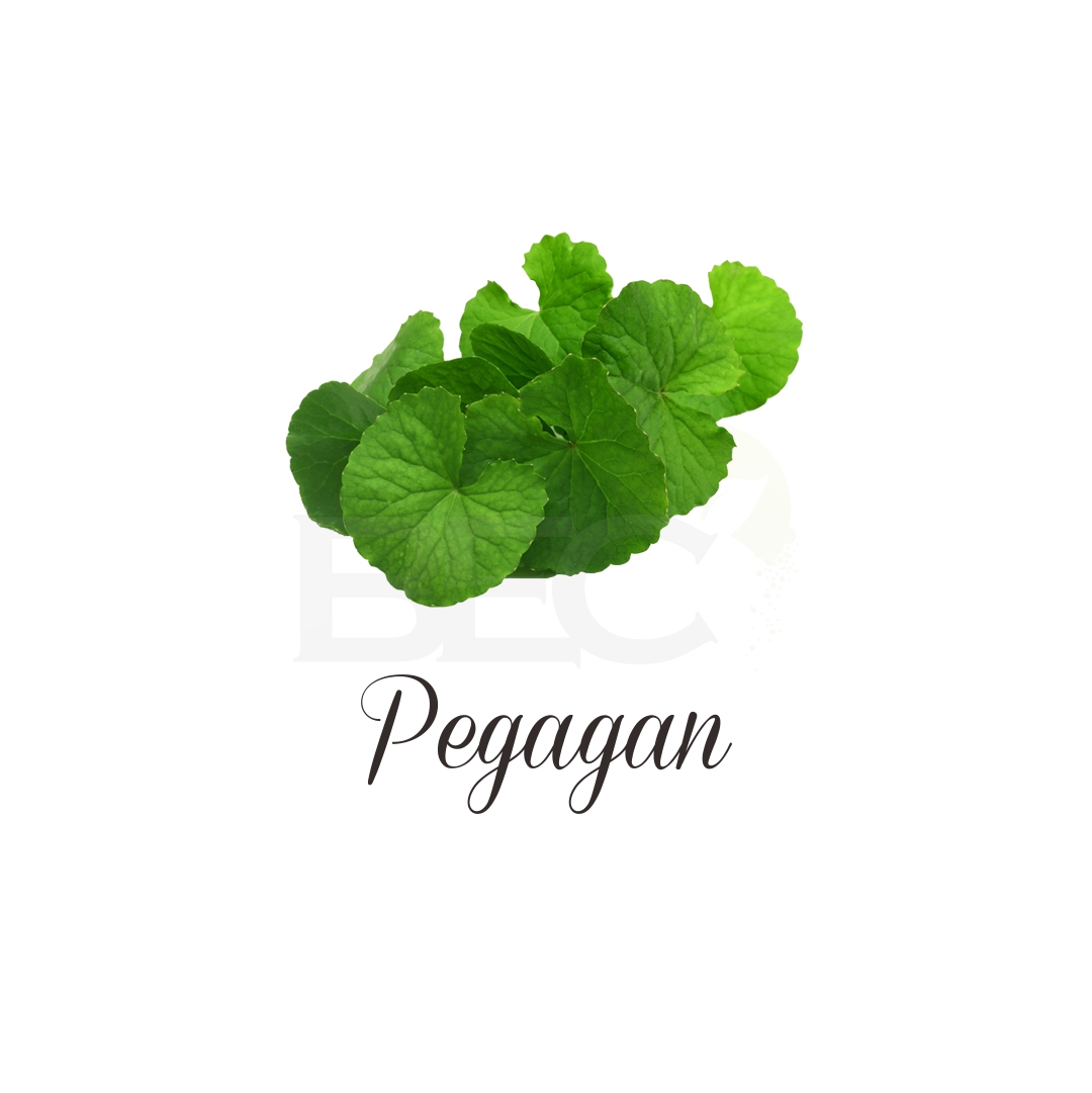 Pegagan ( Gotu Kola ) - Borobudur Extraction Center