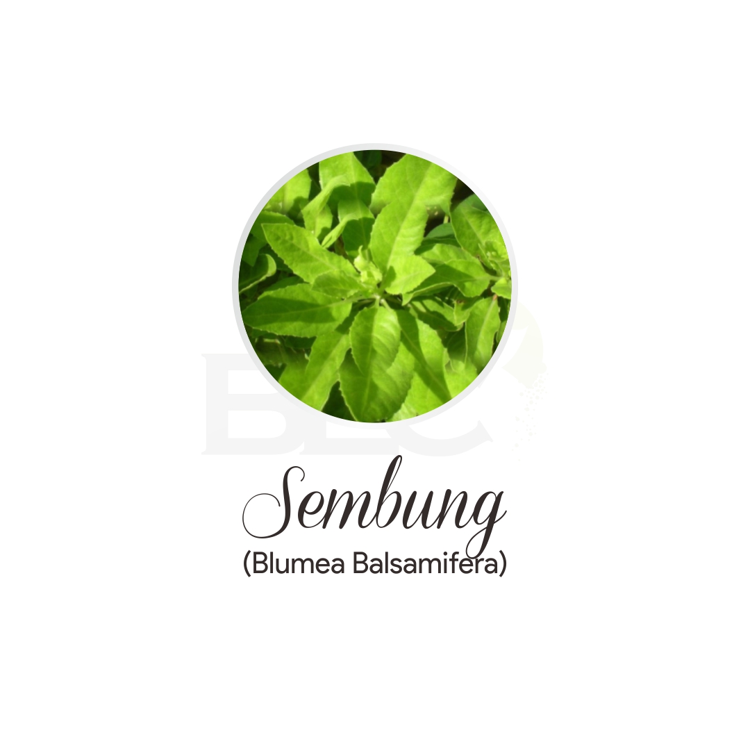 Sembung ( Blumea Leaves ) - Borobudur Extraction Center