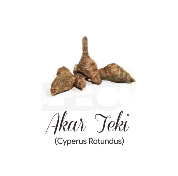 Akar Teki ( Common Nut Sedge ) - Borobudur Extraction Center